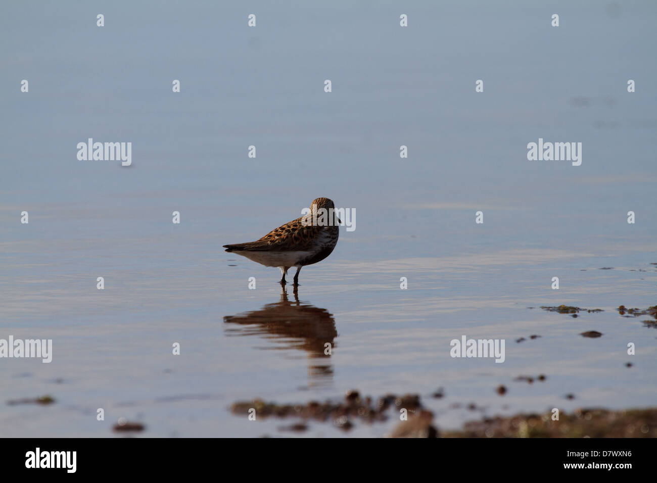 A Dunlin (Calidris alpina) in summer plumage stands in water, feeding ...