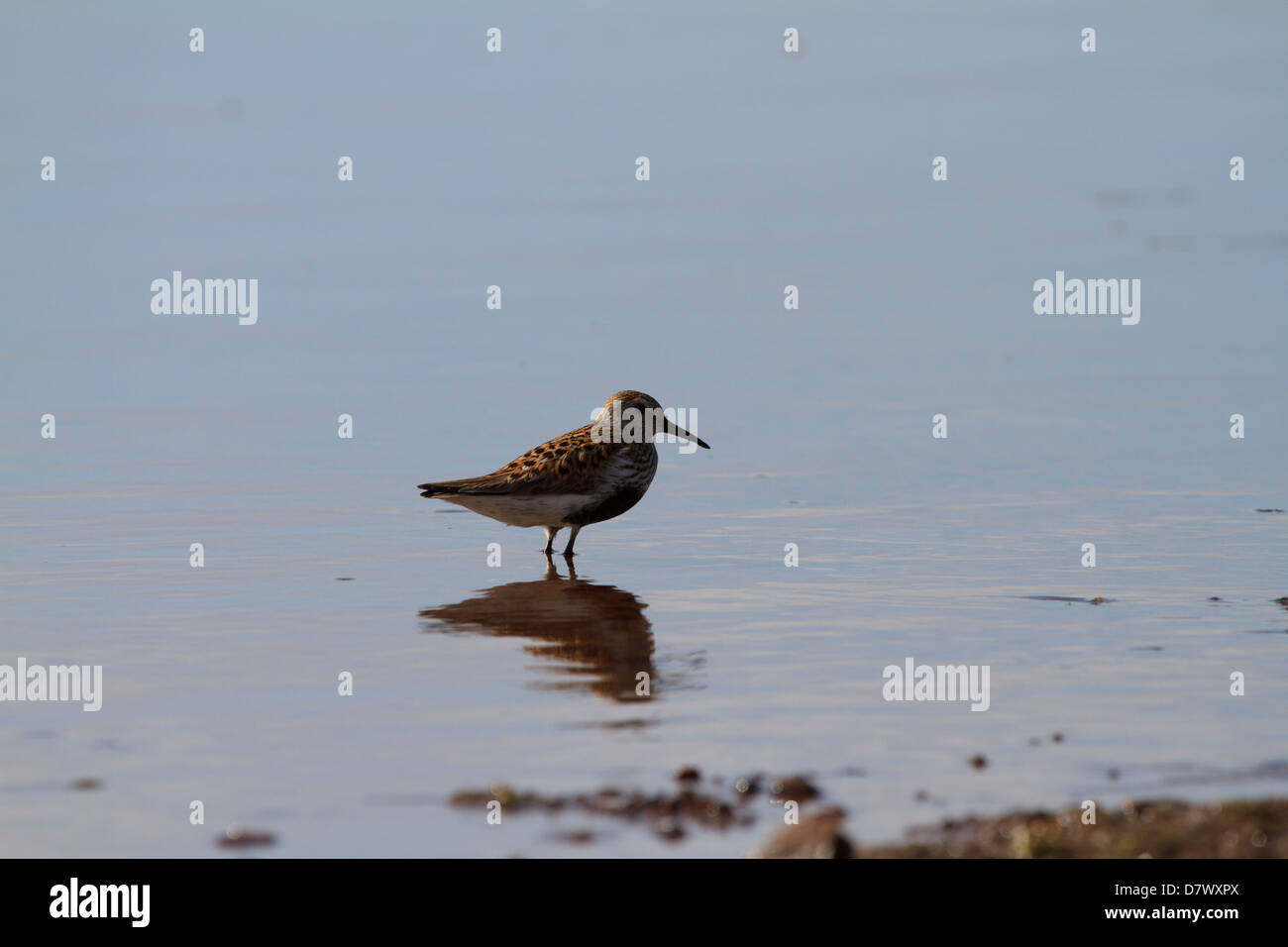 A Dunlin (Calidris alpina) in summer plumage stands in water, feeding ...