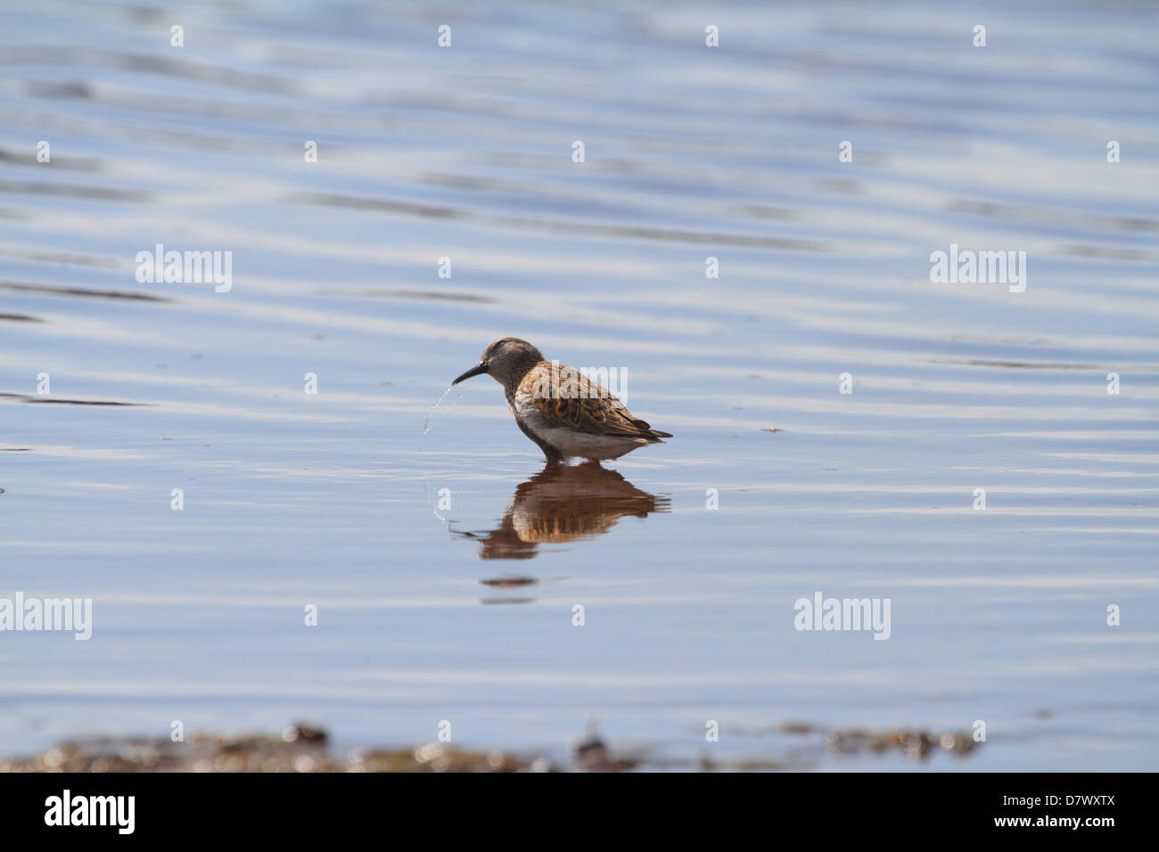 A Dunlin (Calidris alpina) in summer plumage stands in water, feeding ...