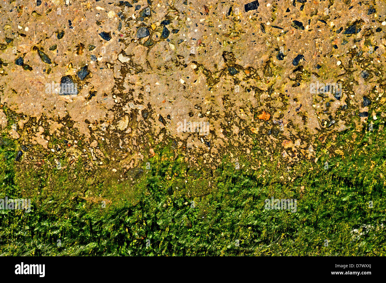 Algae concrete hi-res stock photography and images - Alamy