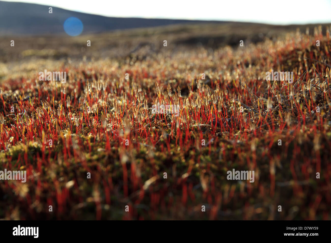 Red moss moorland plant hi-res stock photography and images - Alamy