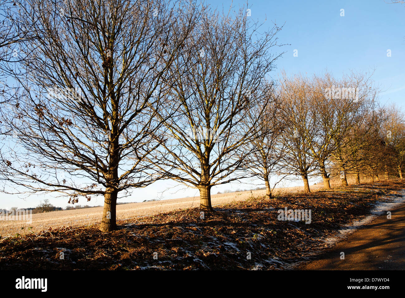 Bare winter trees, The Big Freeze, January 2009, Sutton, Suffolk ...