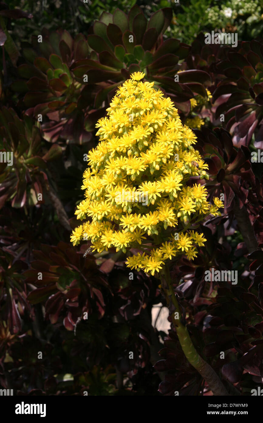 Yellow-blooming succulent with honey bees Stock Photo - Alamy