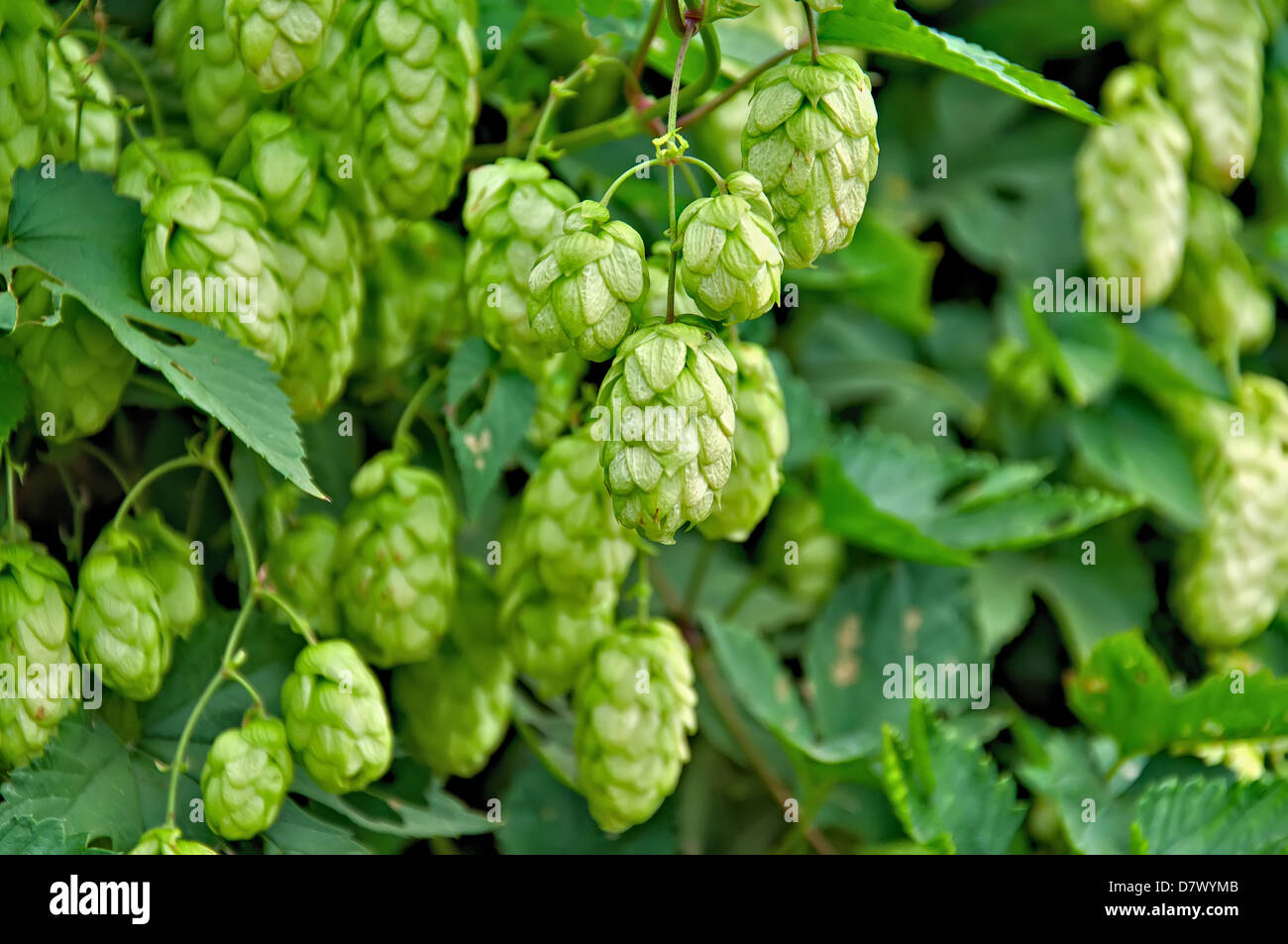 Cone Hop Plant Beer Bitter Pint High Resolution Stock Photography and ...