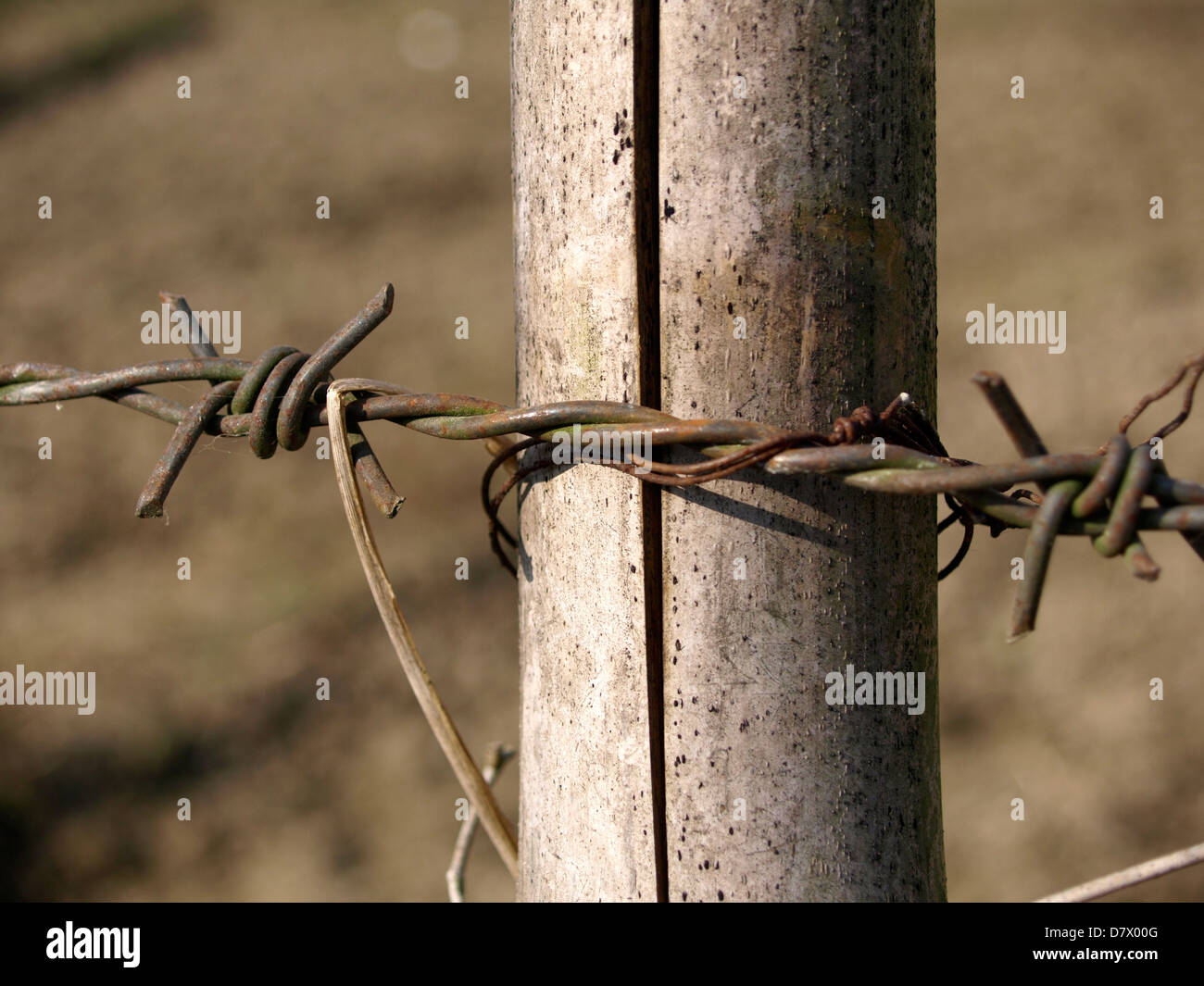 Barbed wire on a fence Stock Photo - Alamy