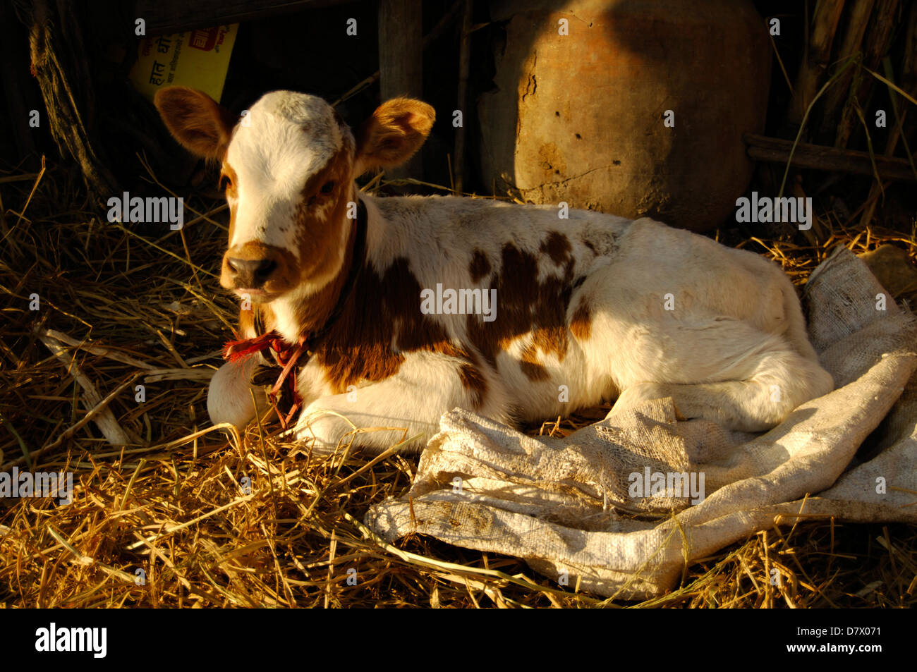a cute cow calf in a rural area of nepal Stock Photo - Alamy