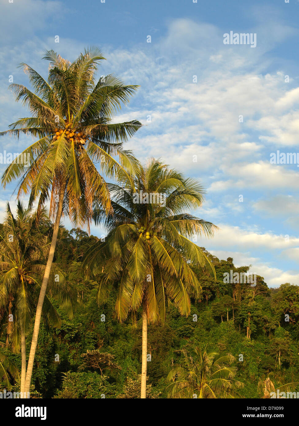 coconut trees in Thailand on a tropical island Stock Photo - Alamy