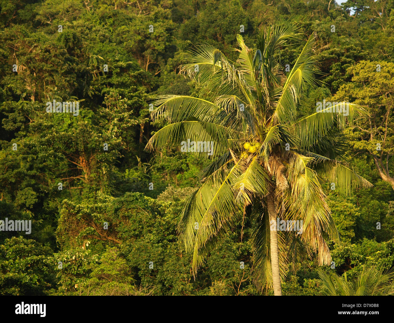 coconut trees in Thailand near sea on island Stock Photo - Alamy