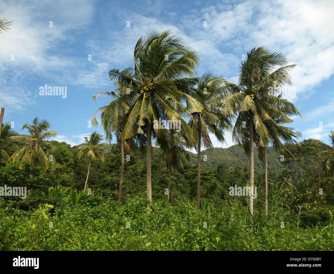 coconut trees in asia on a paradise island in sea Stock Photo - Alamy