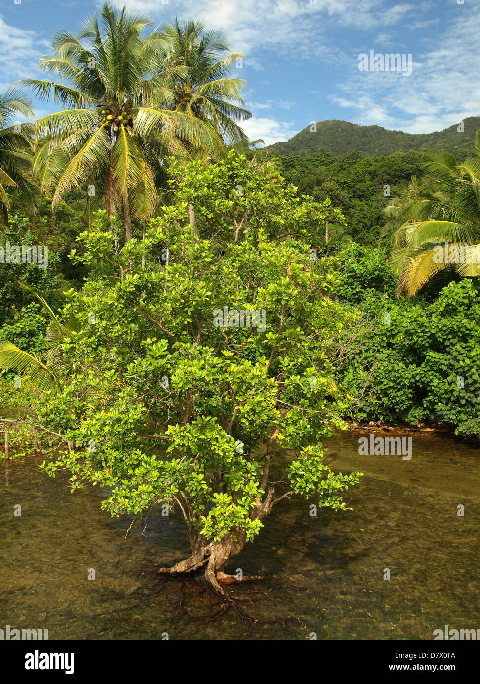 Mangrove swamp on island in hi-res stock photography and images - Alamy