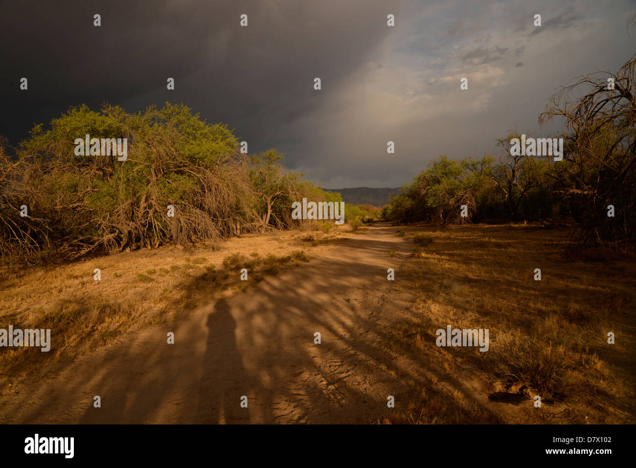 The shadow of an evening walker along a path in Tucson, Arizona ...