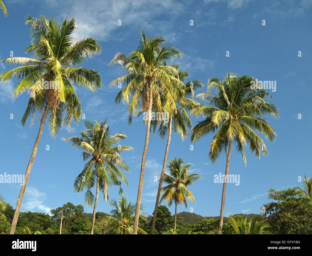 coconut trees in thailand in asia near sea Stock Photo - Alamy