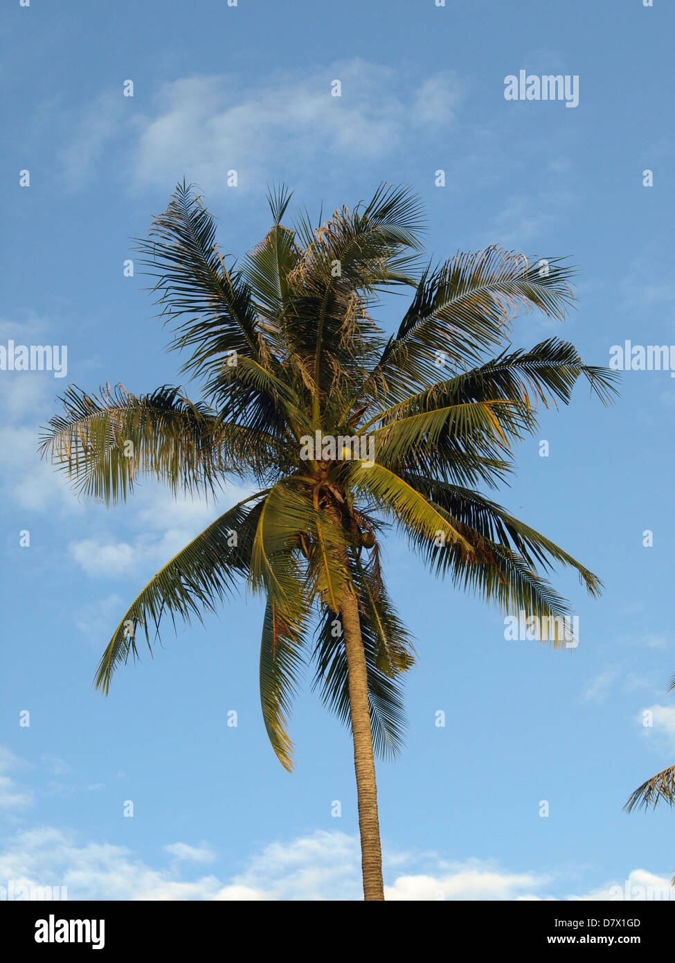 coconut tree in Thailand asia on an island Stock Photo - Alamy