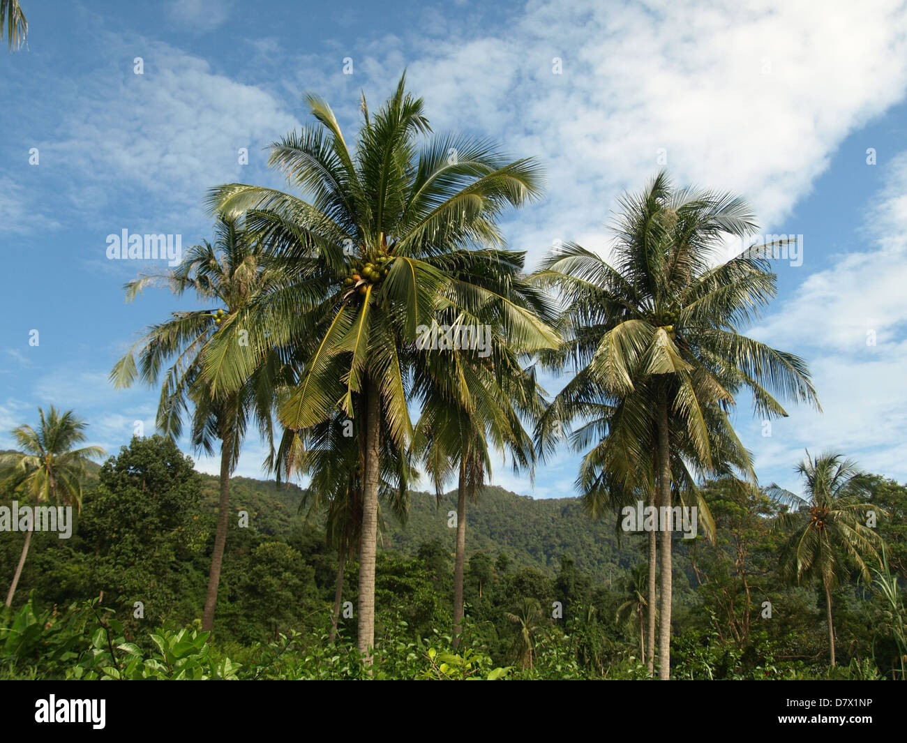 coconut trees in a tropical island in Thailand asia Stock Photo - Alamy