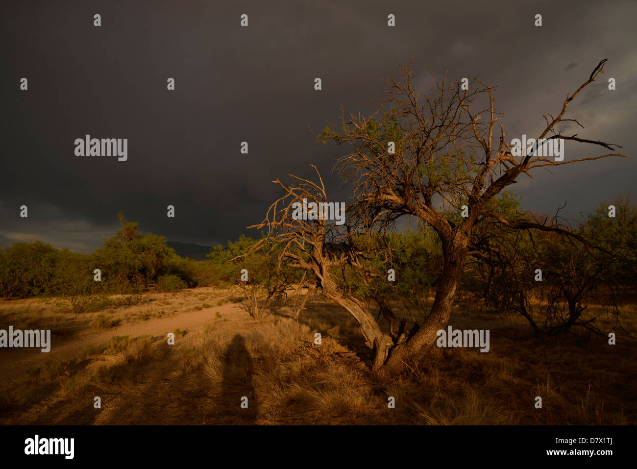 The shadow of an evening walker along a path in Tucson, Arizona ...