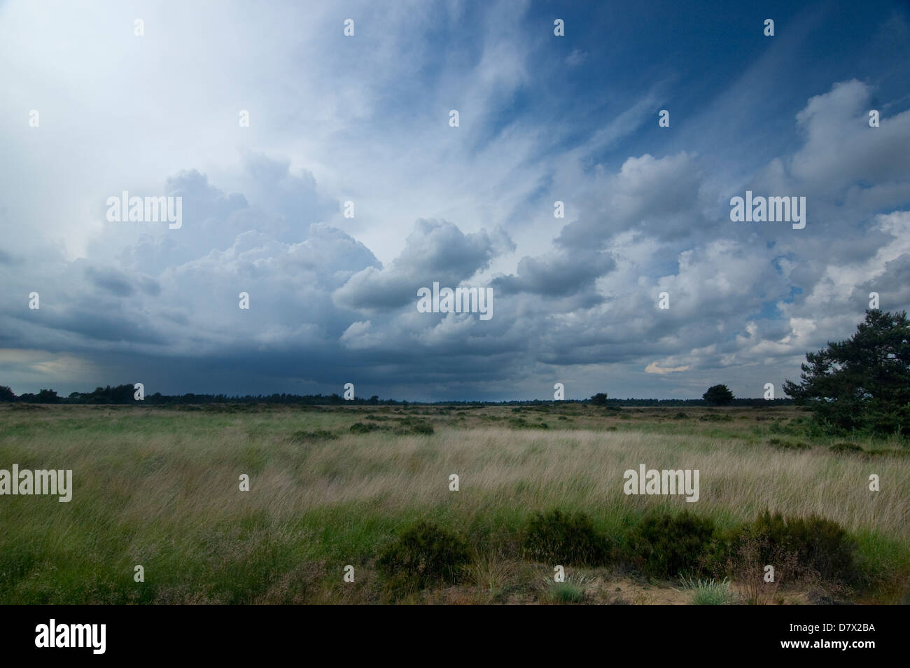 Scenery in the Hoge Veluwe National Park, The Netherlands Stock Photo ...