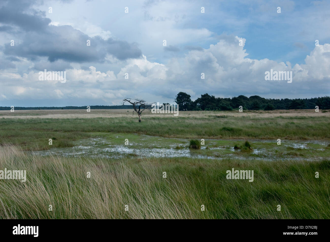 Hoge Veluwe National Park, The Netherlands Stock Photo - Alamy