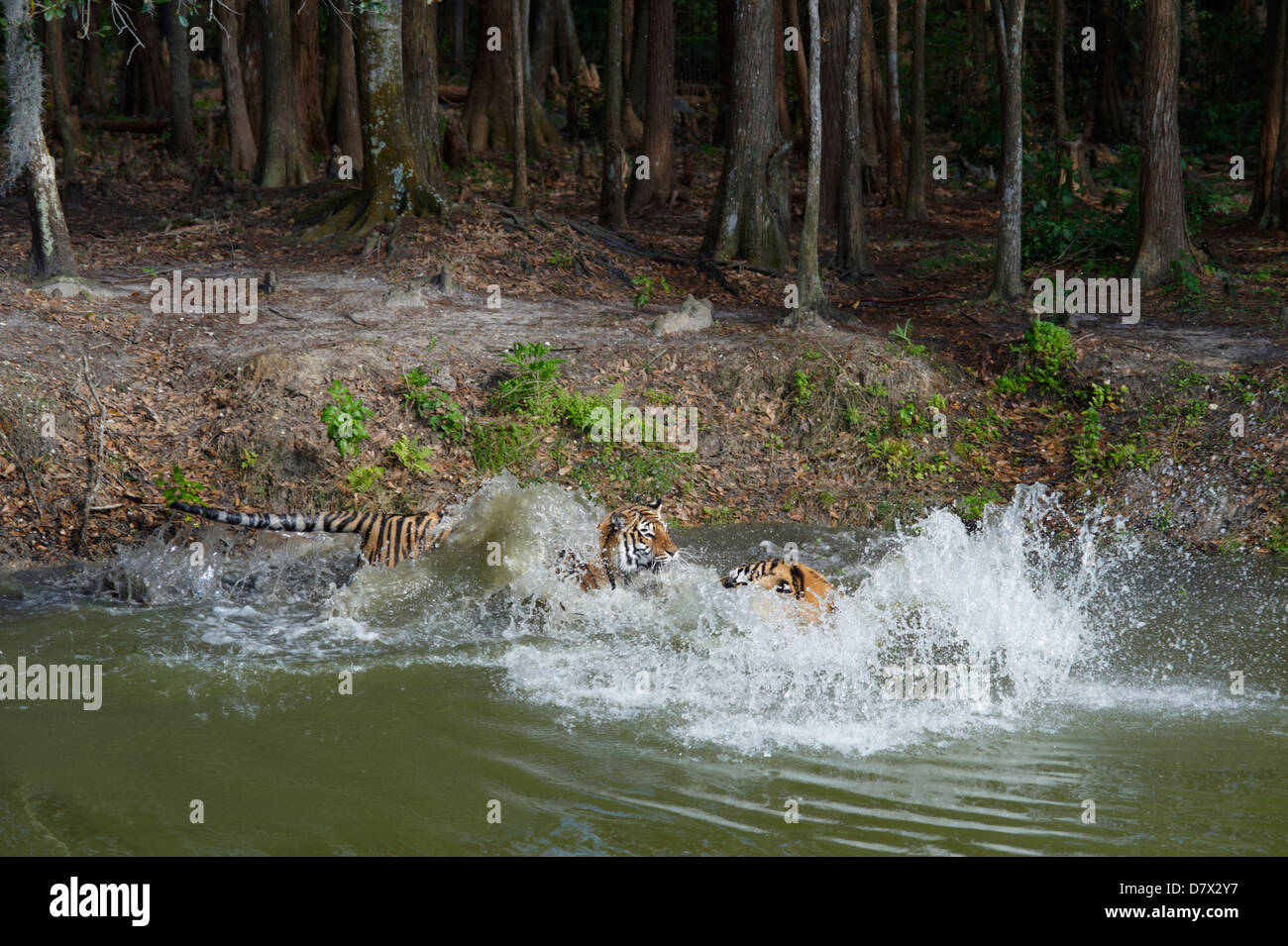 Male and female tiger in lake ,Big Cat Rescue Center, Tampa, Florida ...