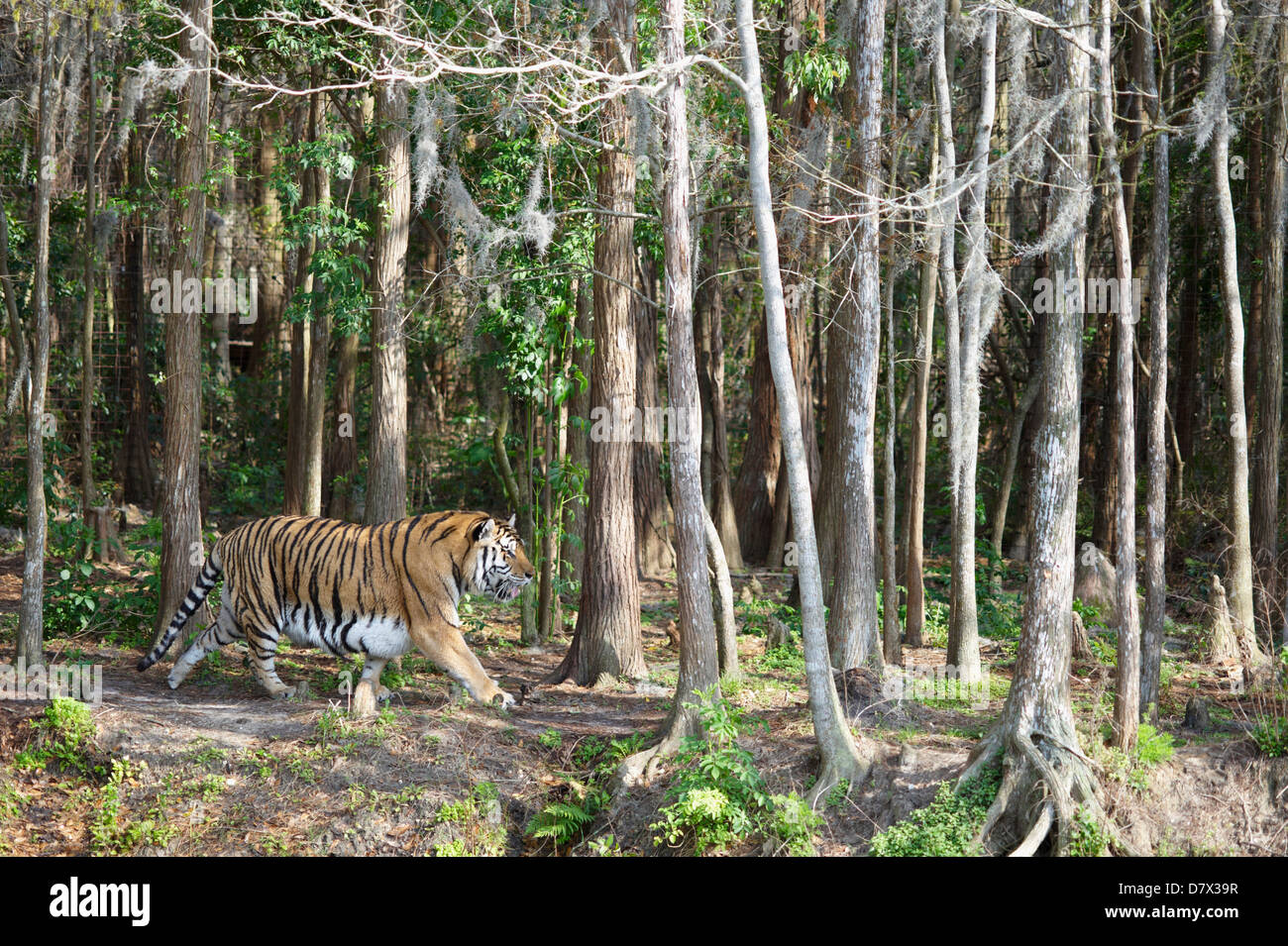 Big cat rescue florida hi-res stock photography and images - Alamy