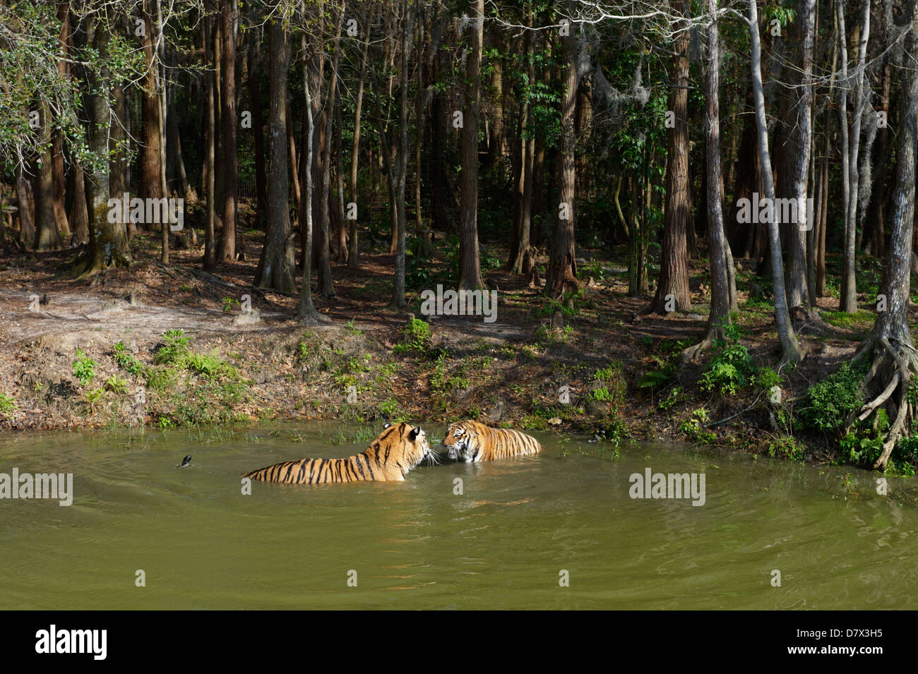 Male and female tiger in lake ,Big Cat Rescue Center, Tampa, Florida ...