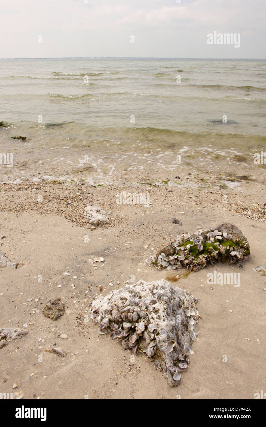 Florida rocks hi-res stock photography and images - Alamy