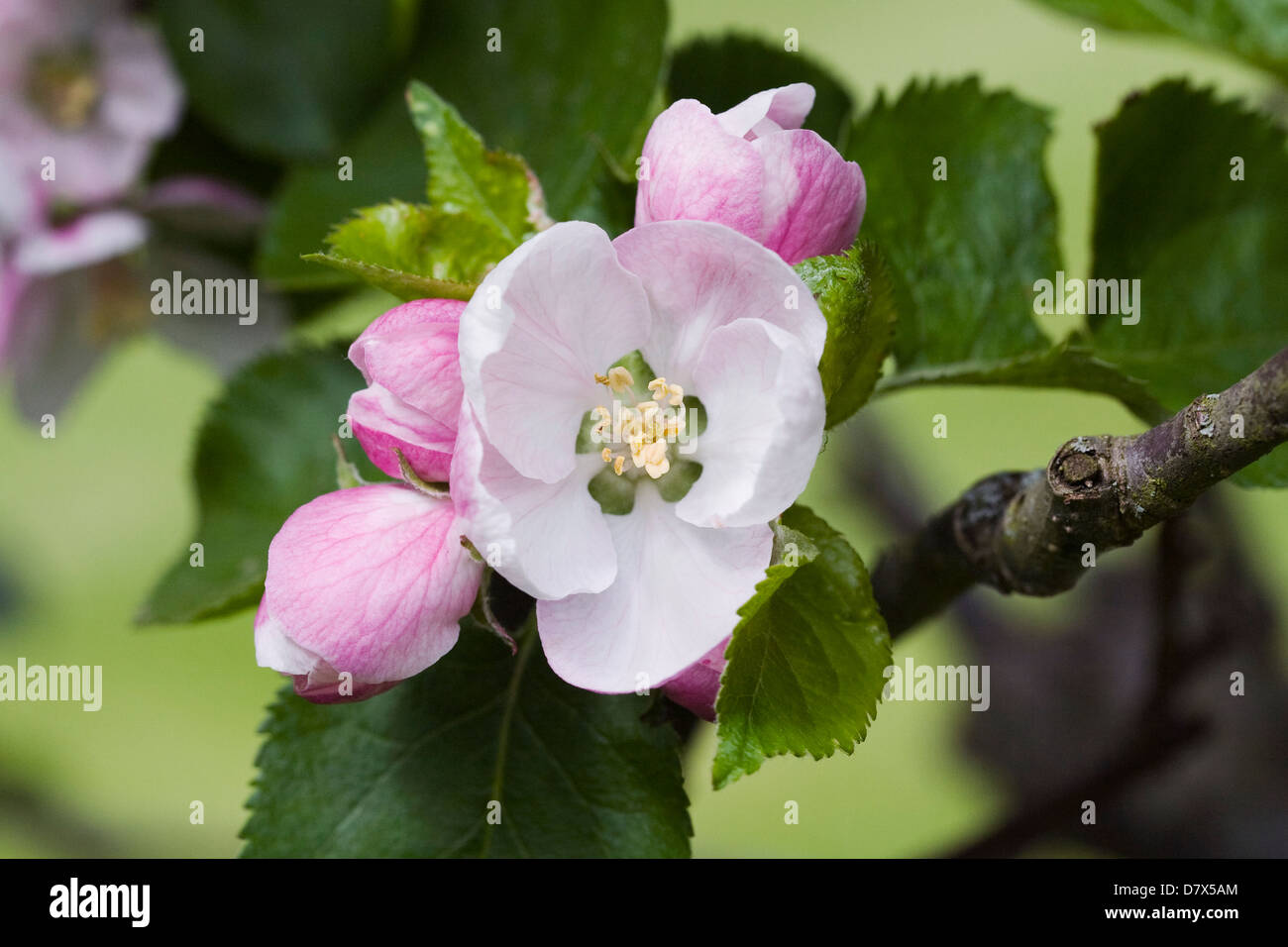 Malus domestica 'Egremont Russet' blossom. Apple blossom in Spring ...