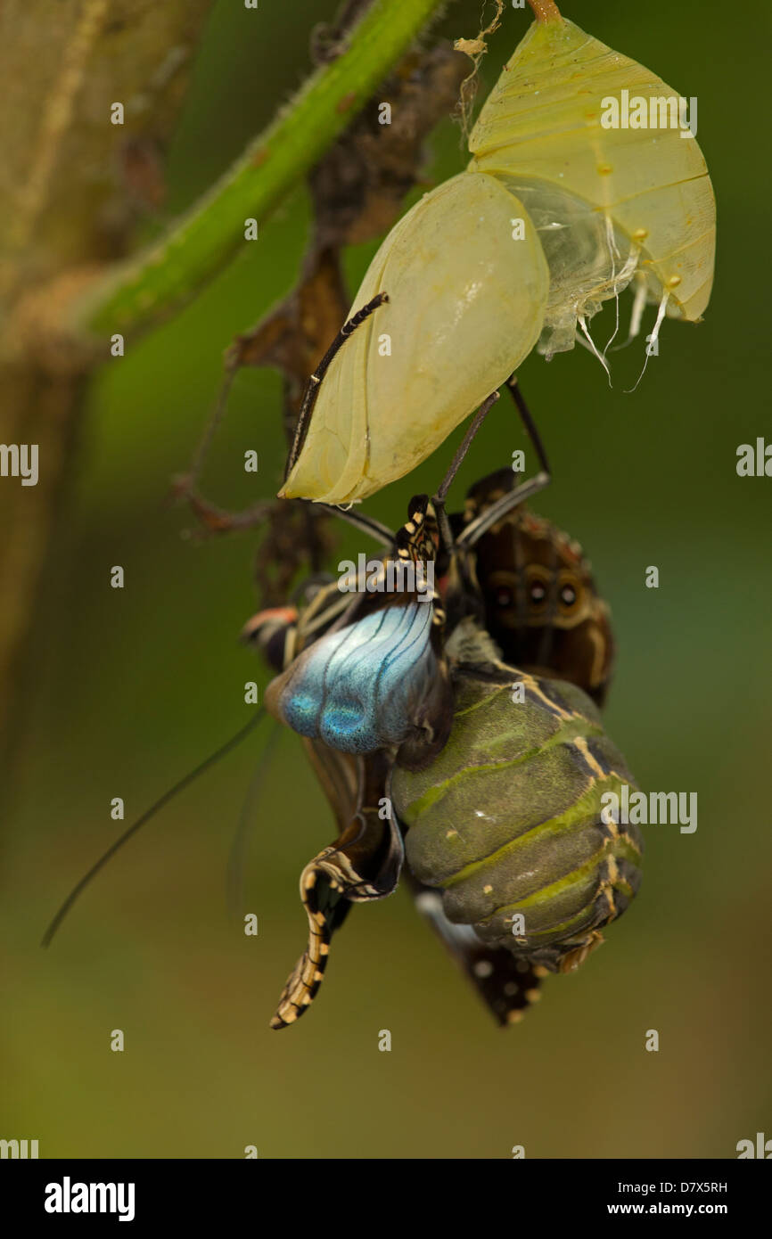 Blue Morpho (Morpho peleides) , tropical rainforest, Costa Rica part of ...
