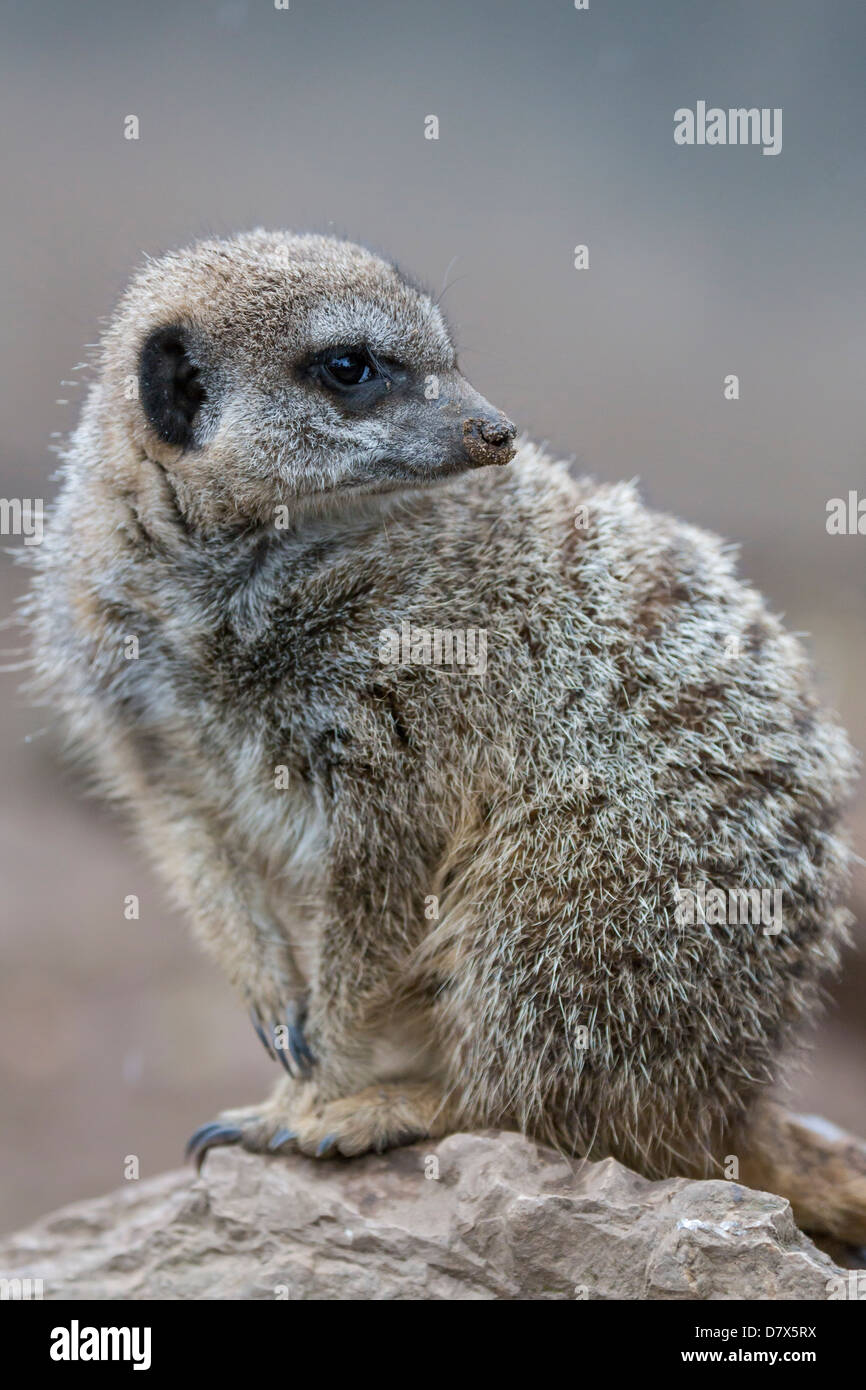 A Single Meerkat Sitting On Rock Stock Photo - Alamy