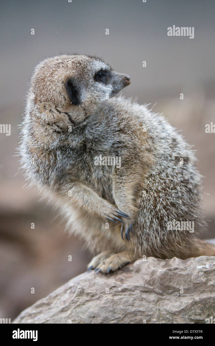 A Single Meerkat Sitting On Rock Stock Photo - Alamy