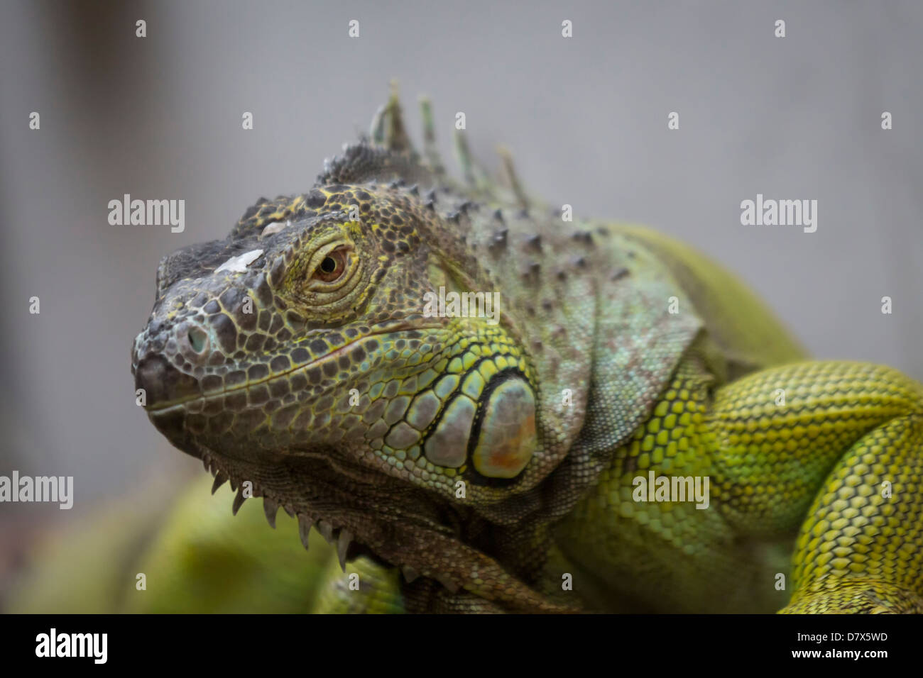Iguana Head Shot Stock Photo - Alamy
