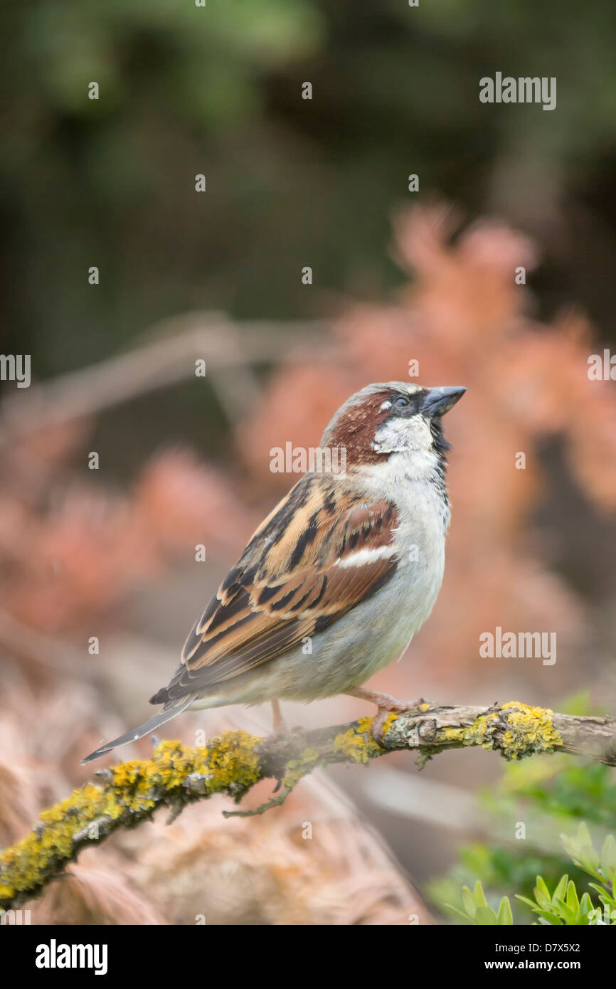 A Wild Bird Pictured In The UK, House Sparrow Stock Photo - Alamy