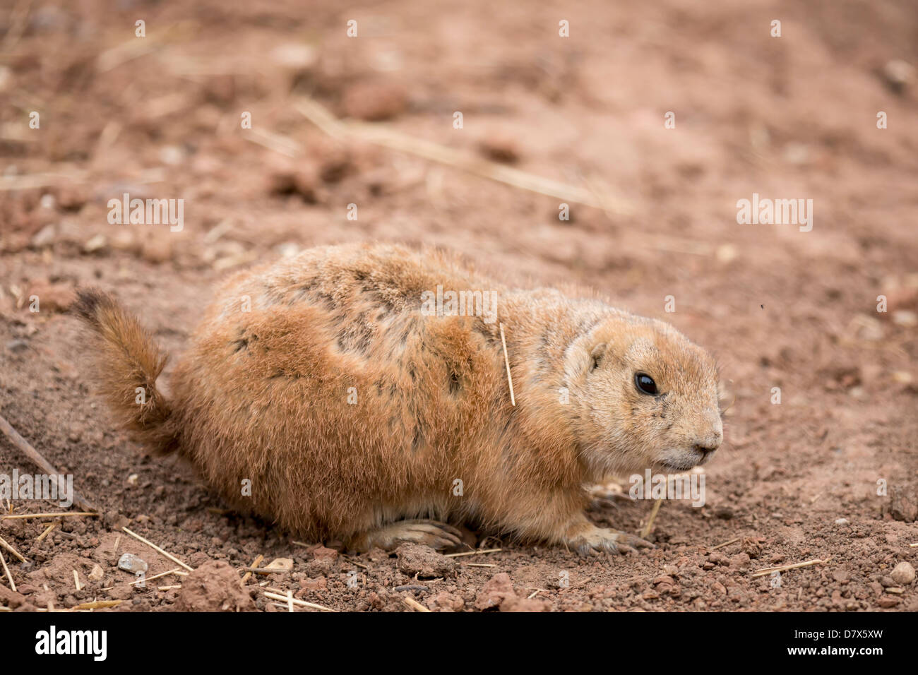 The lone prairie hi-res stock photography and images - Alamy