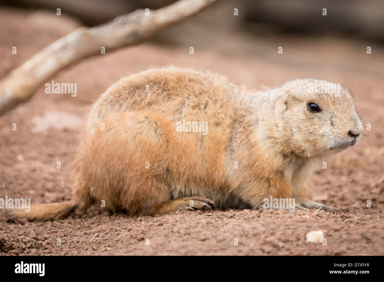 The lone prairie hi-res stock photography and images - Alamy