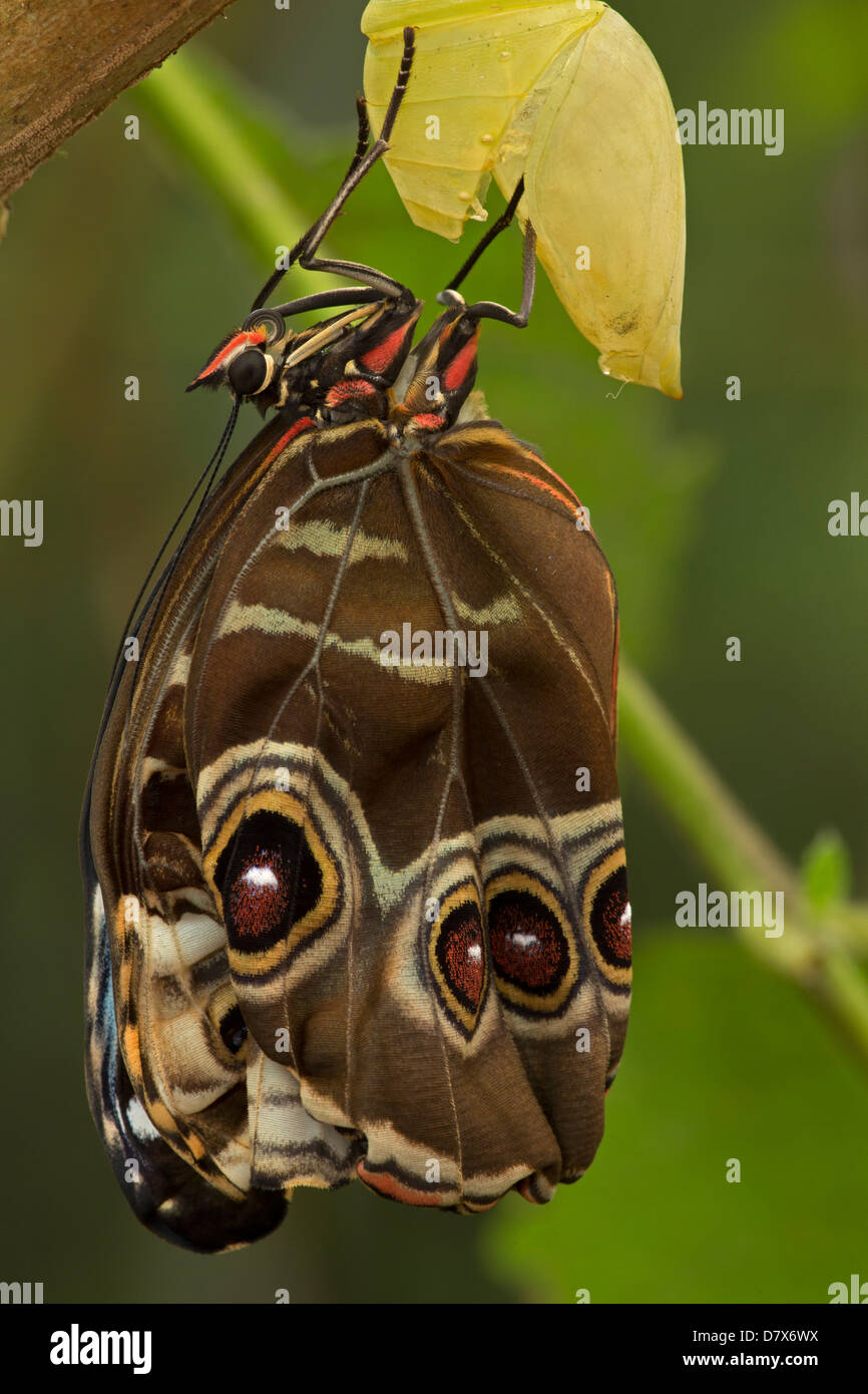Morpho blue butterfly emerging hi-res stock photography and images - Alamy