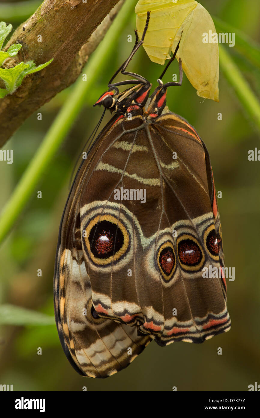 Morpho blue butterfly emerging hi-res stock photography and images - Alamy