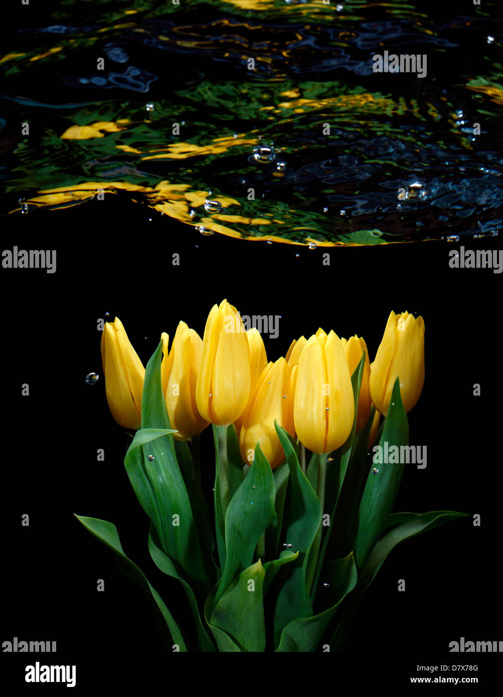Underwater still life hi-res stock photography and images - Alamy