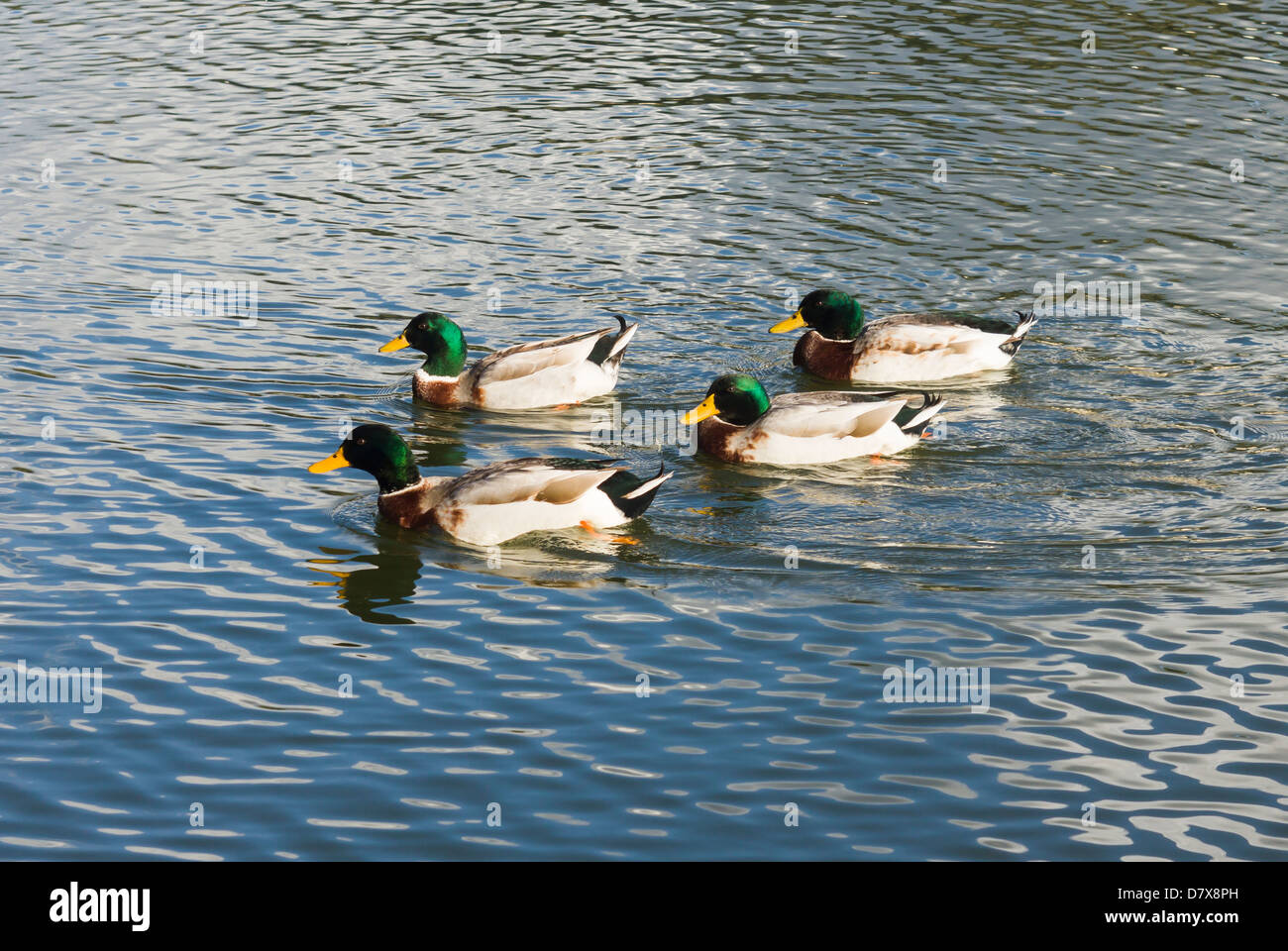 Ducks on the water in the park Stock Photo - Alamy