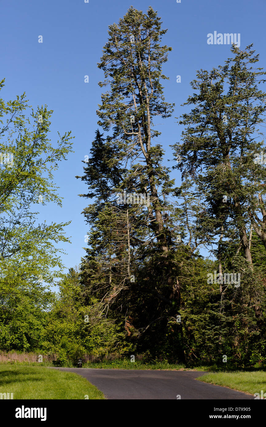 Leaning trees hi-res stock photography and images - Alamy