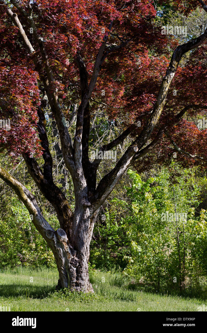 Old red maple twisted trunk hi-res stock photography and images - Alamy