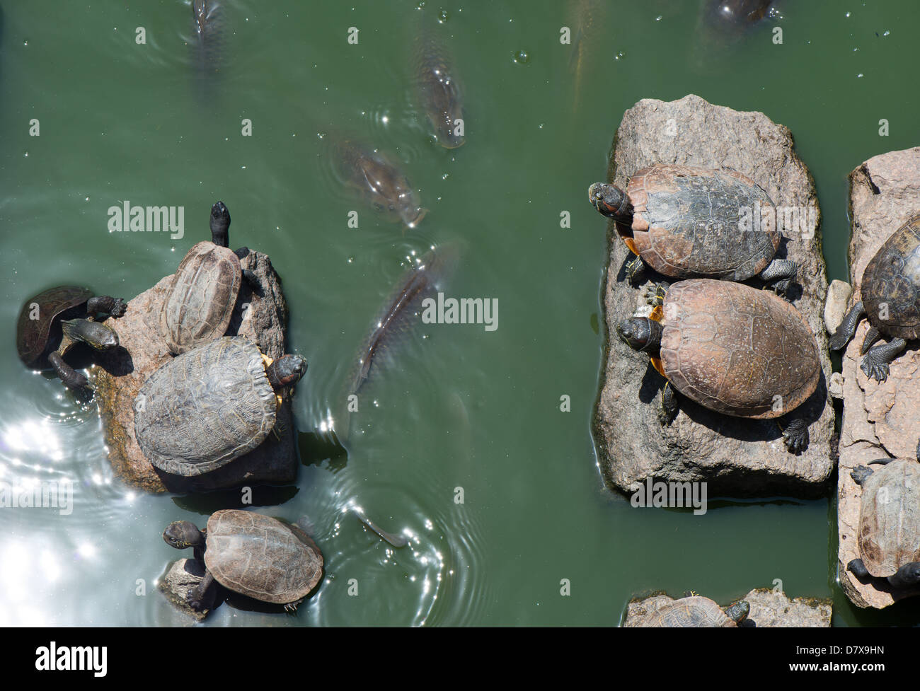 Black turtles sit on rocks hi-res stock photography and images - Alamy