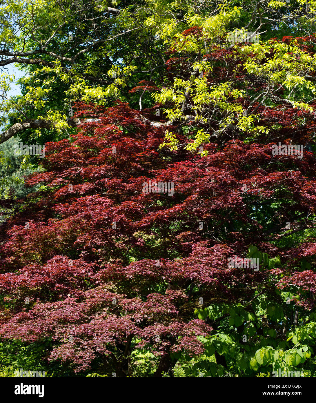 Red Maple tree in a forest of green Stock Photo - Alamy