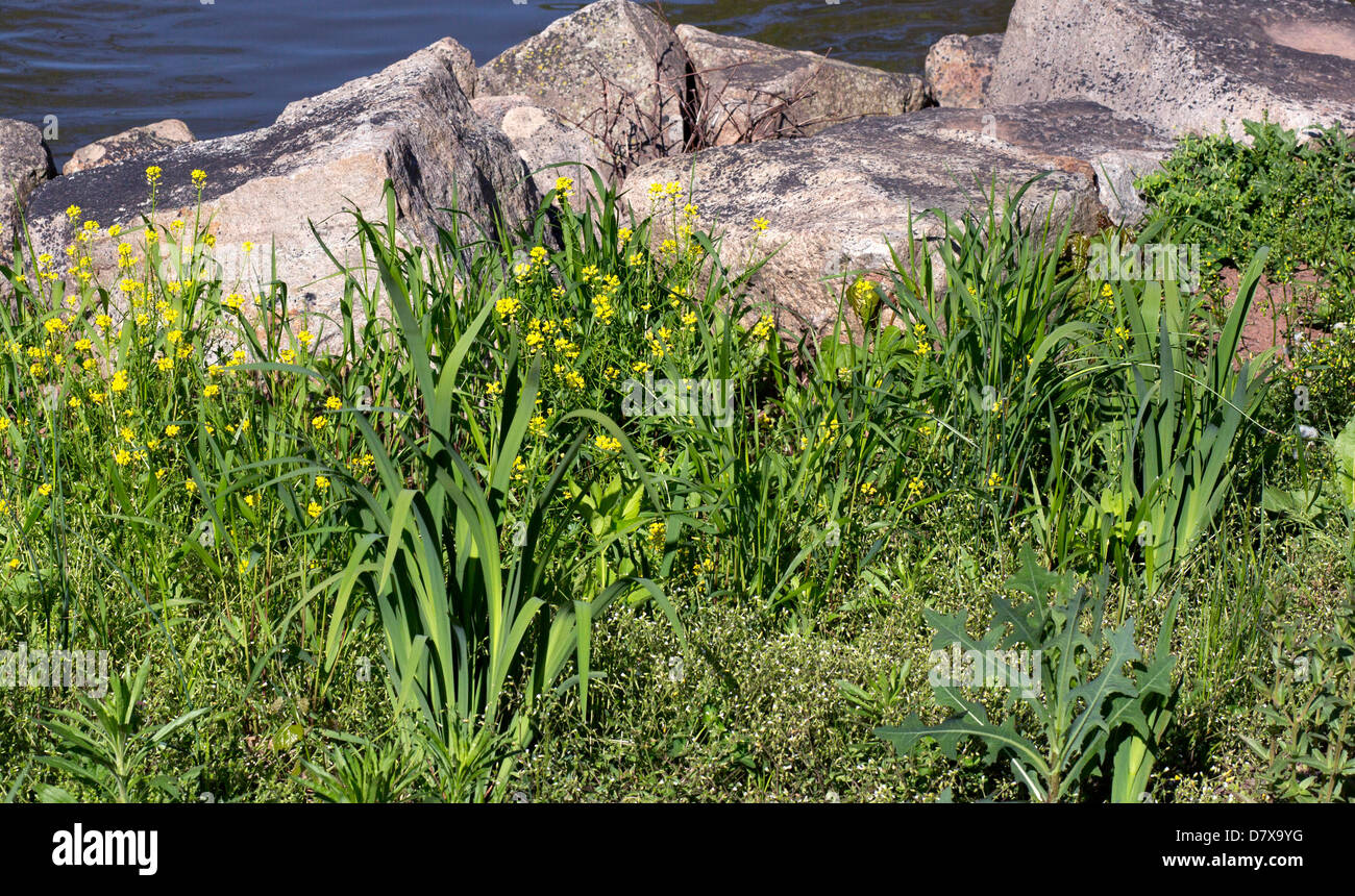 Weeds rocks water Stock Photo - Alamy