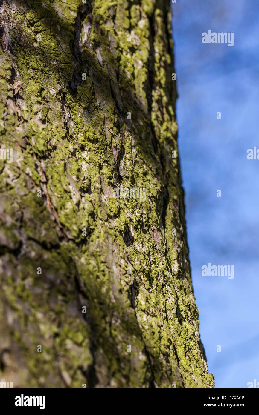 Tree bark detail Stock Photo - Alamy