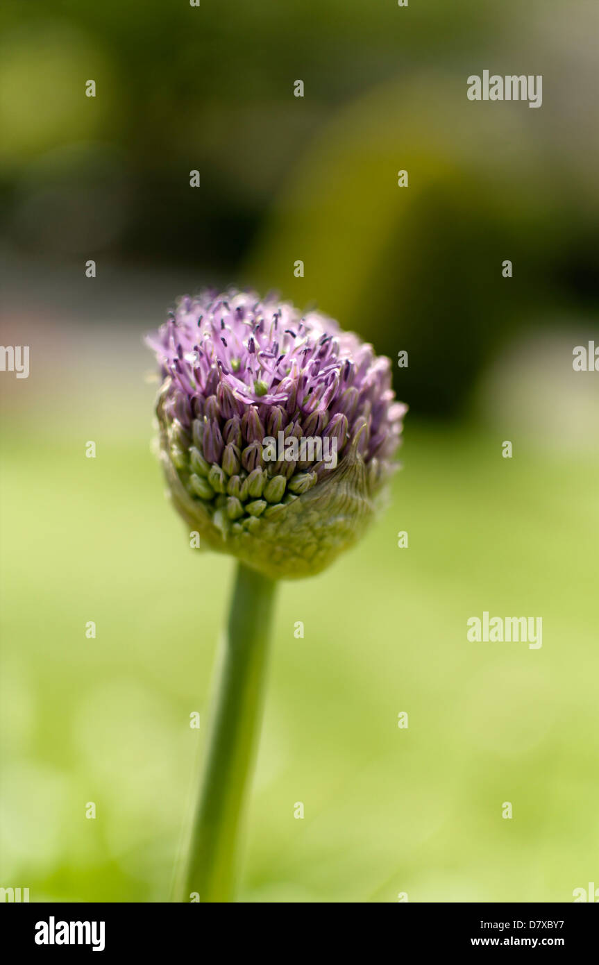 Allium “Purple Sensation” flower before fully blooming Stock Photo - Alamy