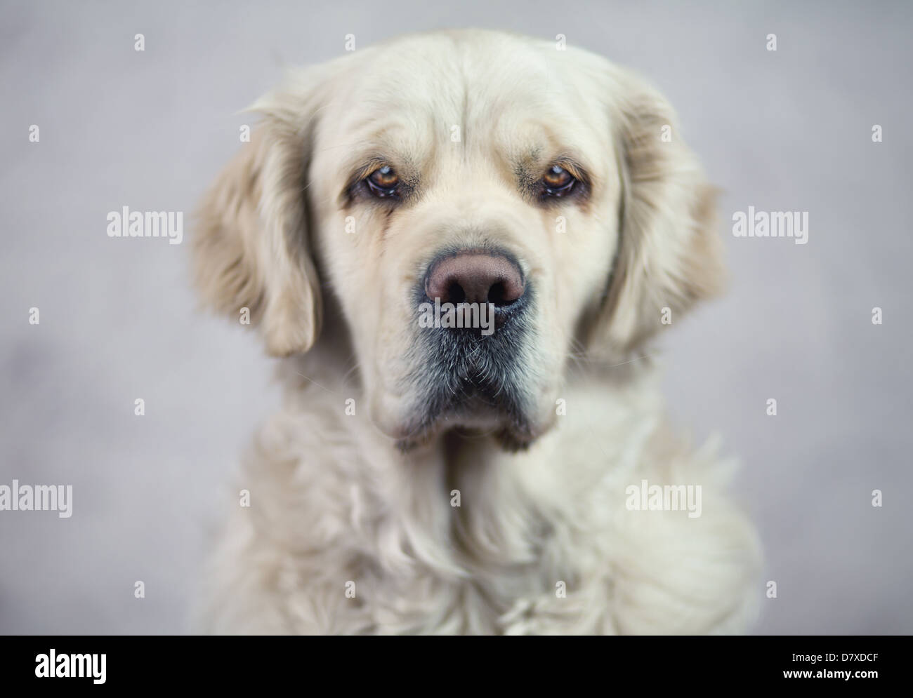 Sad look of a beautiful pet Stock Photo - Alamy