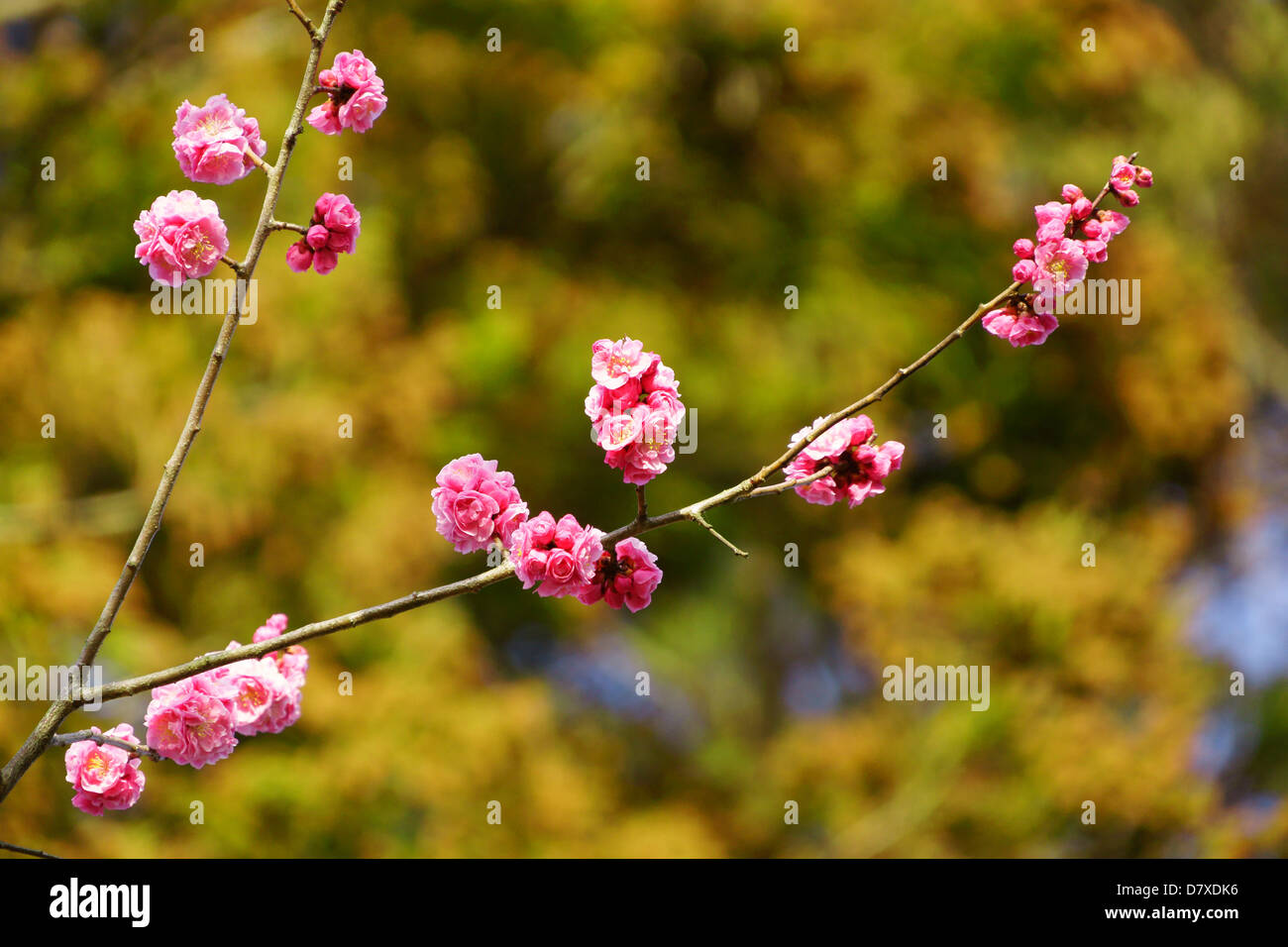 Nara plant hi-res stock photography and images - Alamy