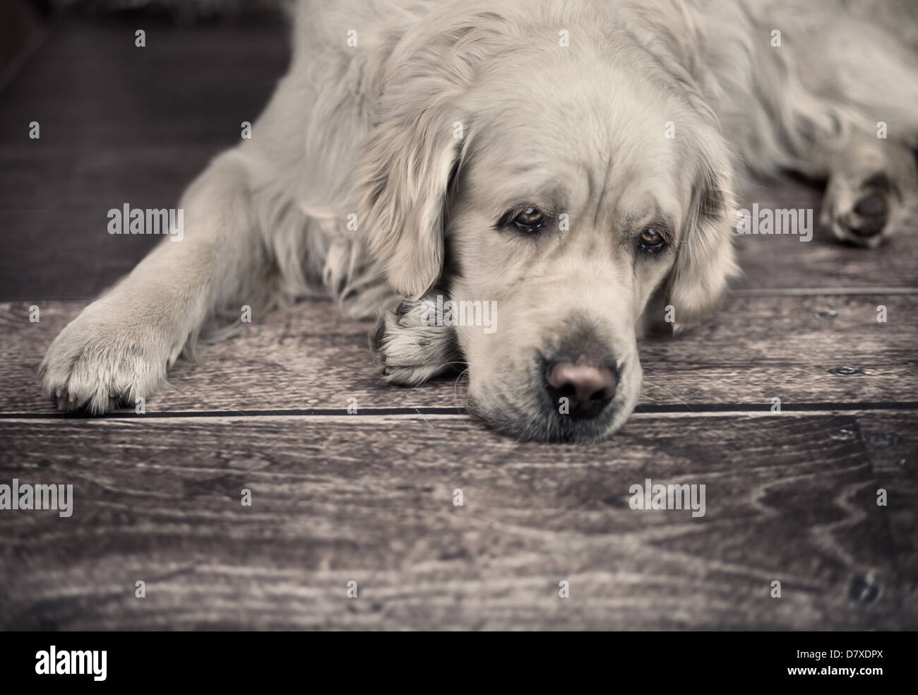 Friendly dog waiting for his busy master Stock Photo - Alamy