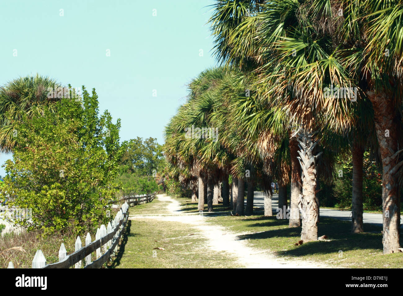 Palm trees and walkway hi-res stock photography and images - Alamy