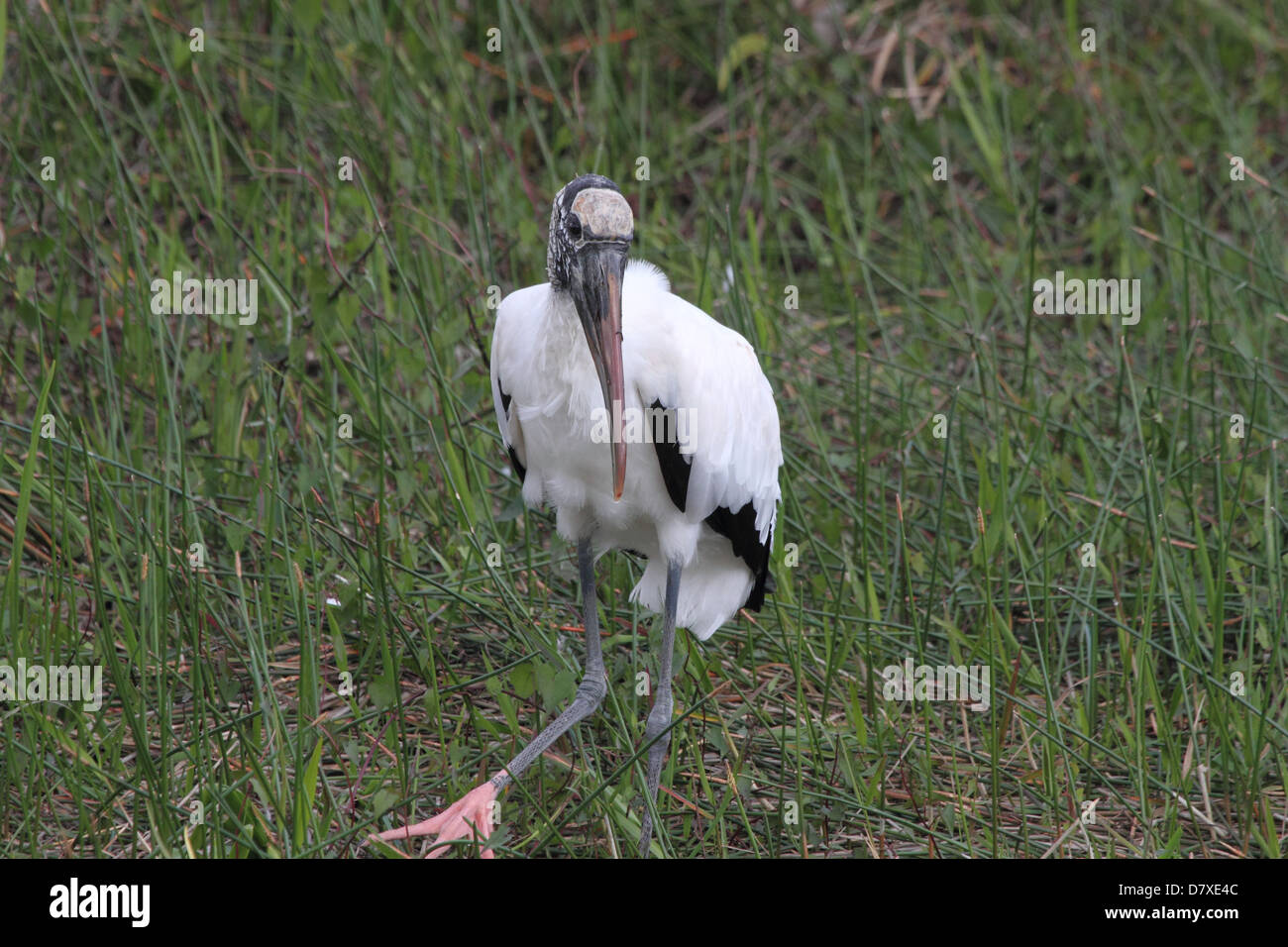 Wood stork florida hi-res stock photography and images - Alamy