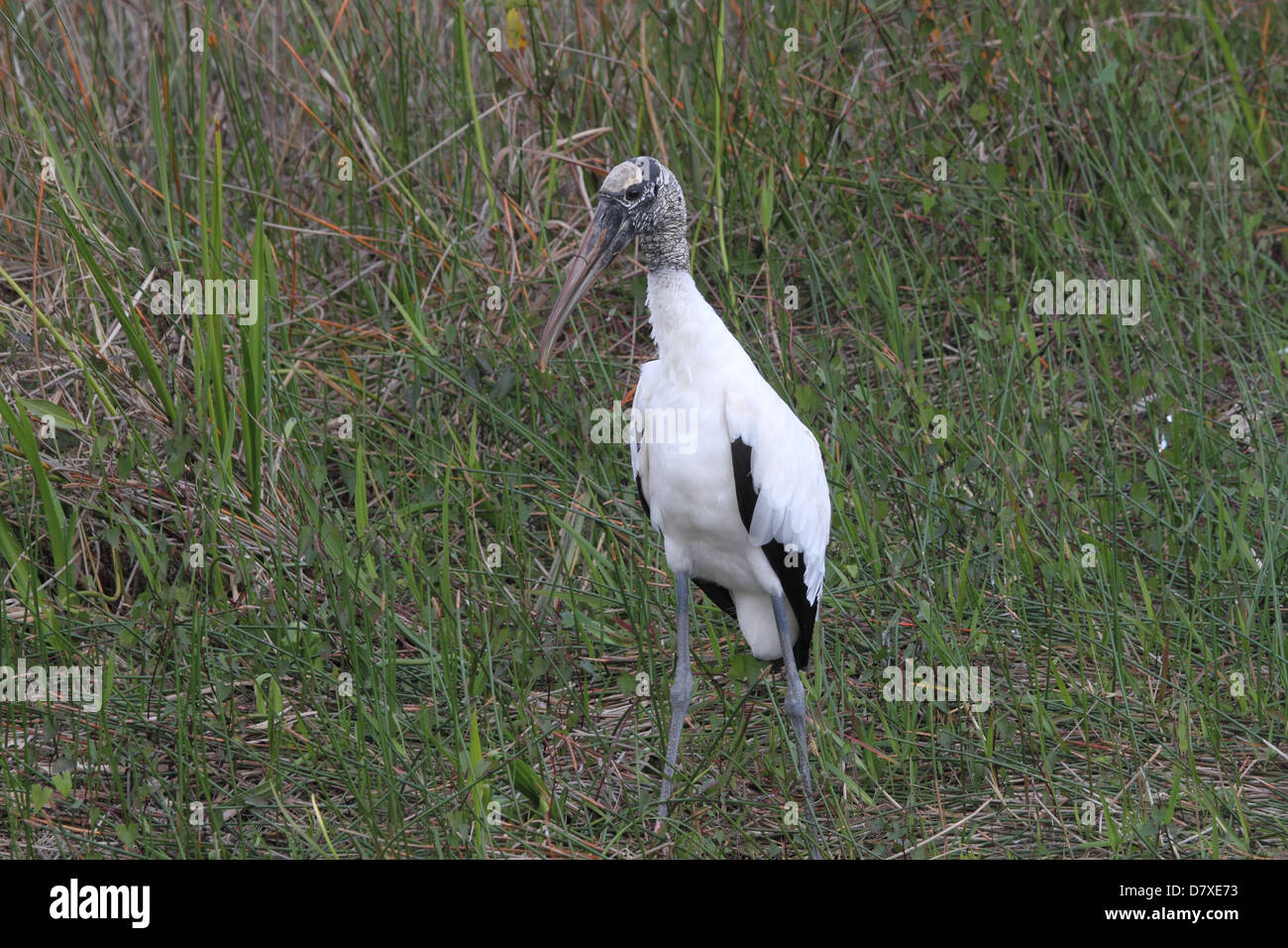 Wood Stork In the Florida Everglades Stock Photo - Alamy